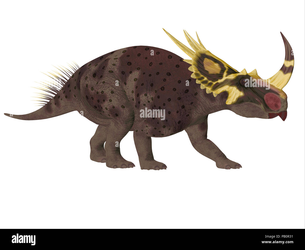 Rubeosaurus ovatus hi-res stock photography and images - Alamy
