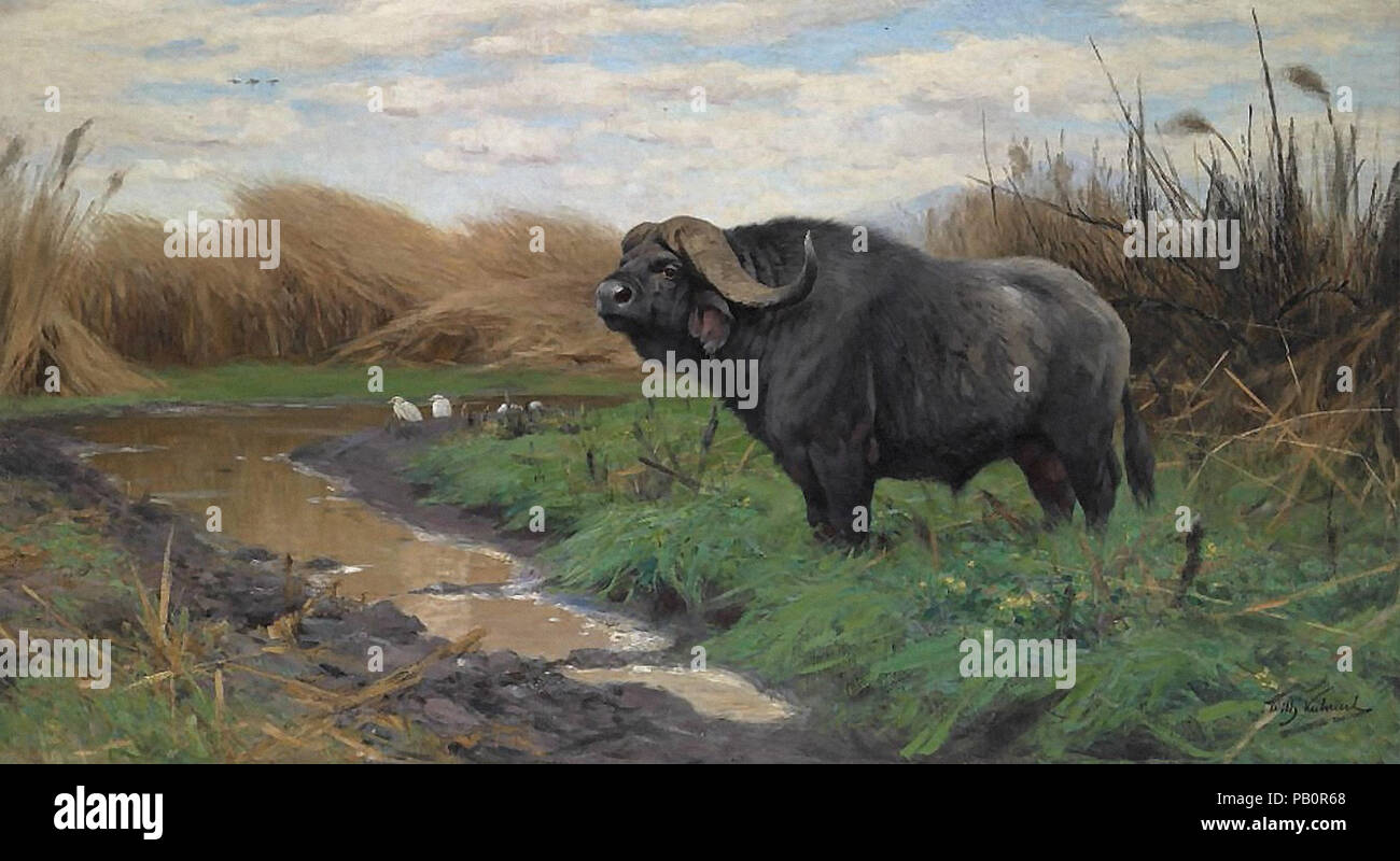 Kuhnert Wilhelm - a Buffalo in a Marsh Stock Photo - Alamy