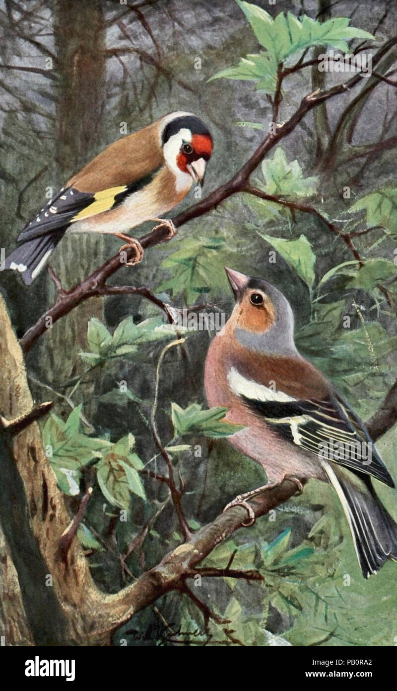 Kuhnert Wilhelm - Goldfinch and Chaffinch Stock Photo - Alamy