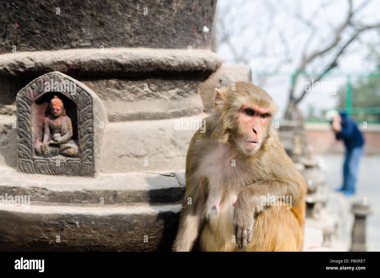 Monkey on the shrines surrounding the stupa in Swayambhunath or Monkey ...