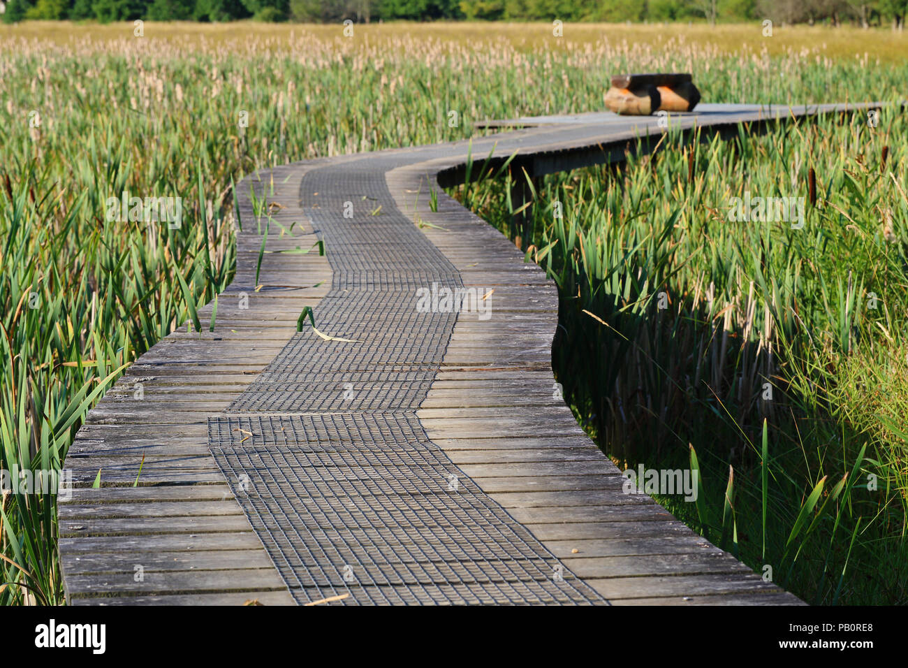 Raised path through the wetlands at "Kongens Kær" near Vejle, Denmark ...