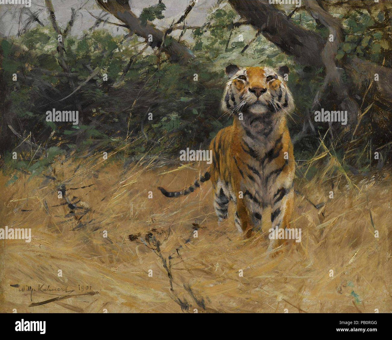 Kuhnert Wilhelm - Tiger on the Watch Stock Photo - Alamy