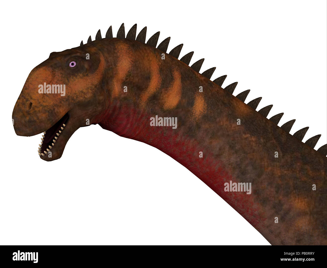 Mierasaurus Dinosaur Head - Mierasaurus was a herbivorous sauropod ...