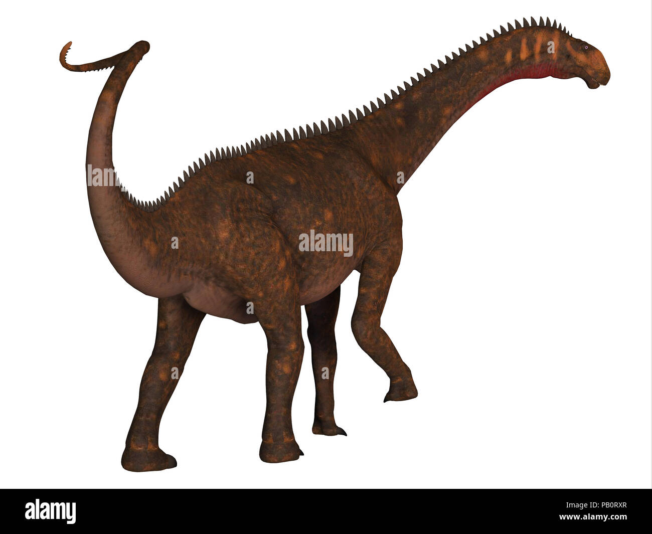 Mierasaurus Dinosaur Tail - Mierasaurus was a herbivorous sauropod ...