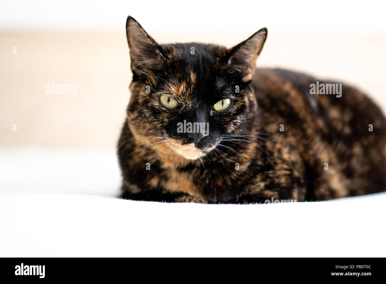 Elegantcat hi-res stock photography and images - Alamy