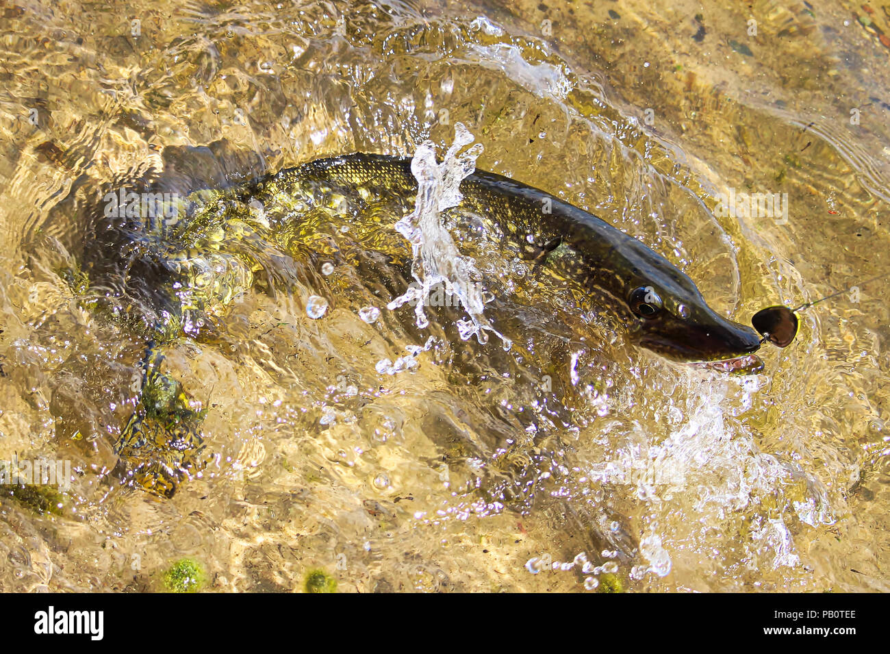 A fish on a hook fighting in shallow water Stock Photo - Alamy