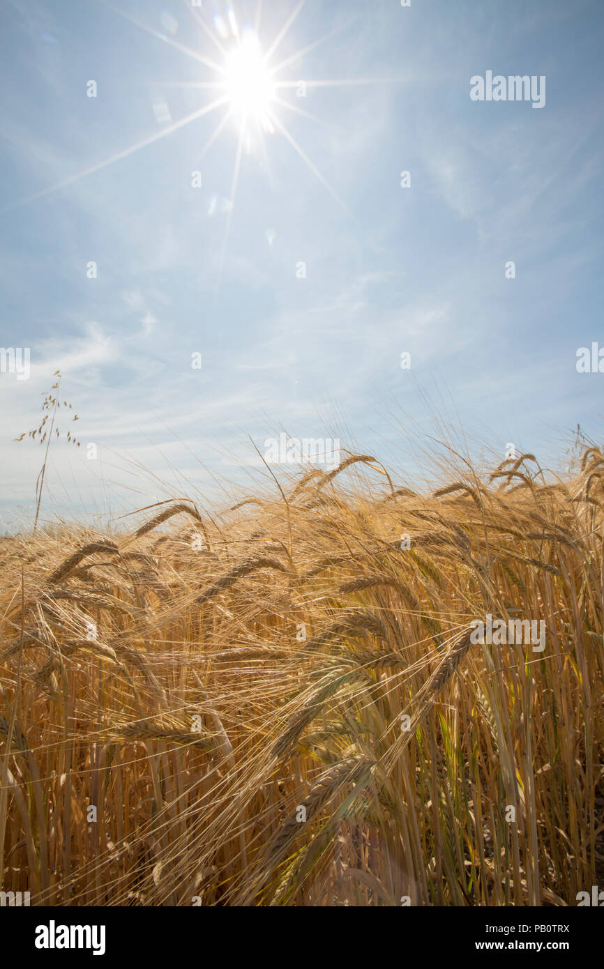 Barley growing hi-res stock photography and images - Alamy