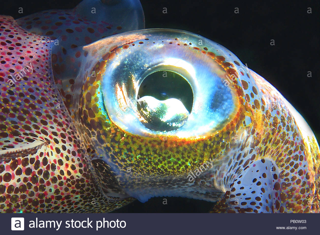 Squid Eye Stock Photos & Squid Eye Stock Images - Alamy