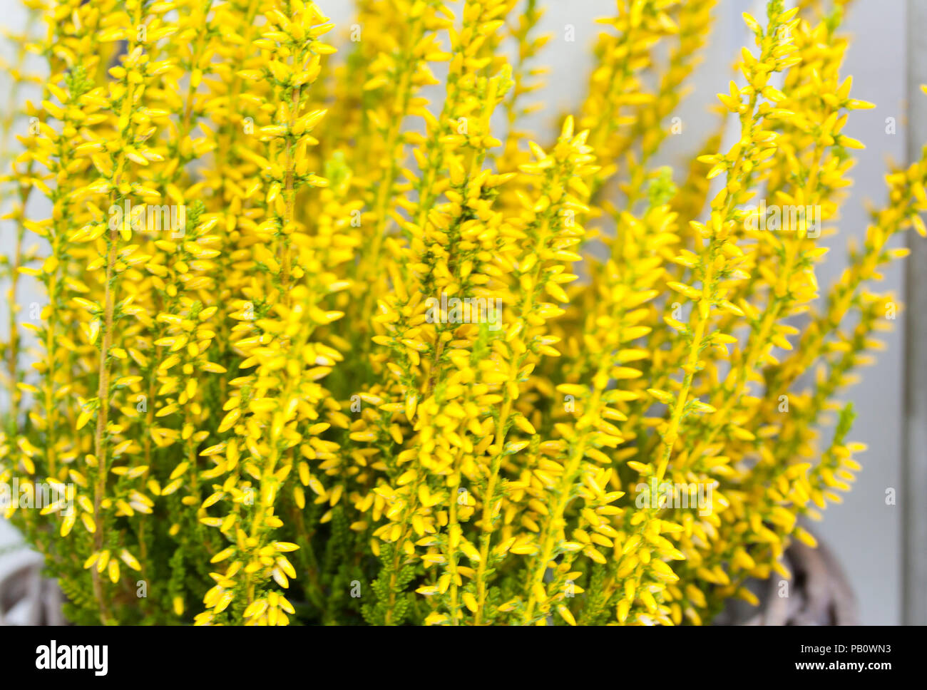 Calluna vulgaris yellow beauty hi-res stock photography and images - Alamy