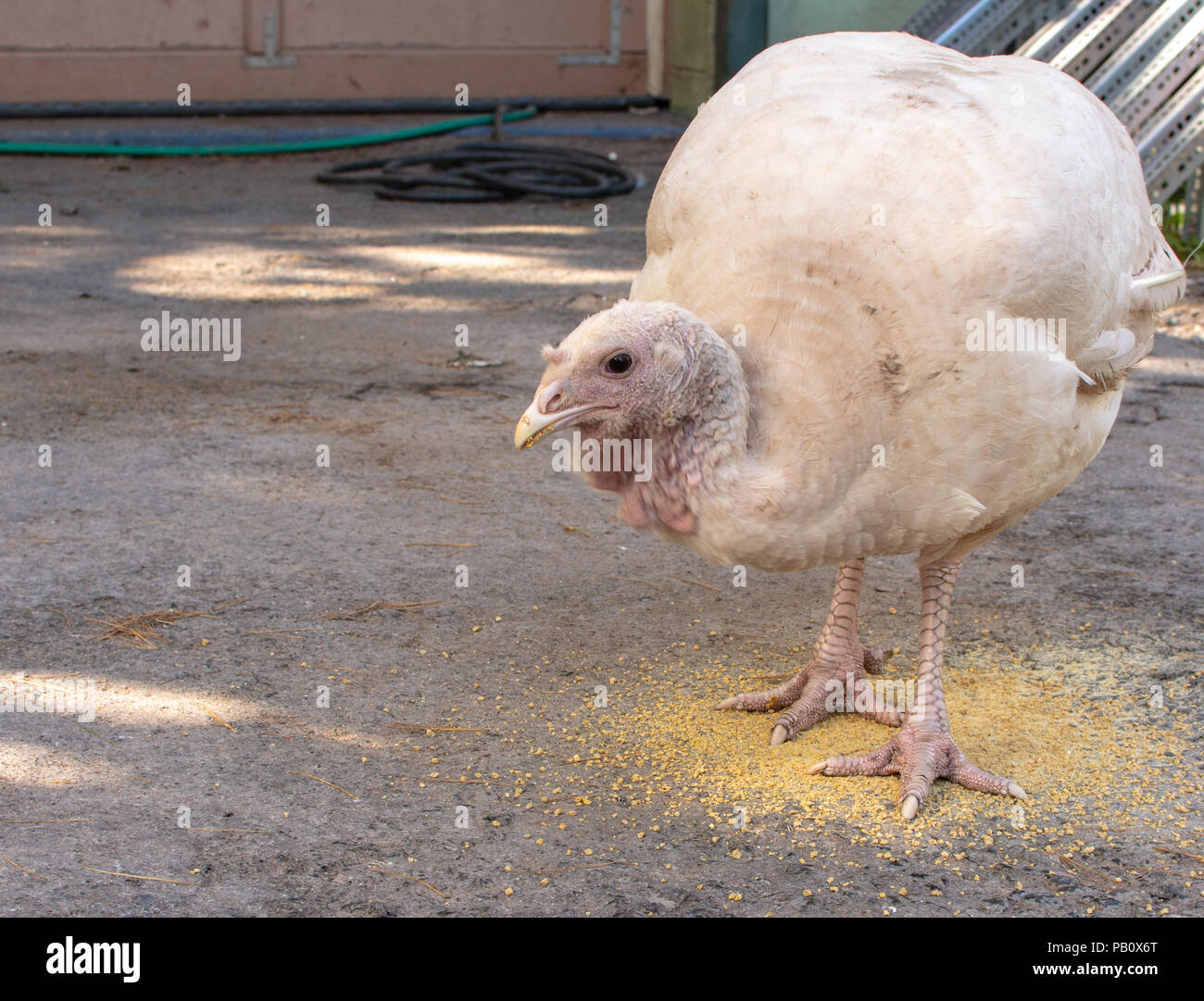 Biggest Turkey In The World