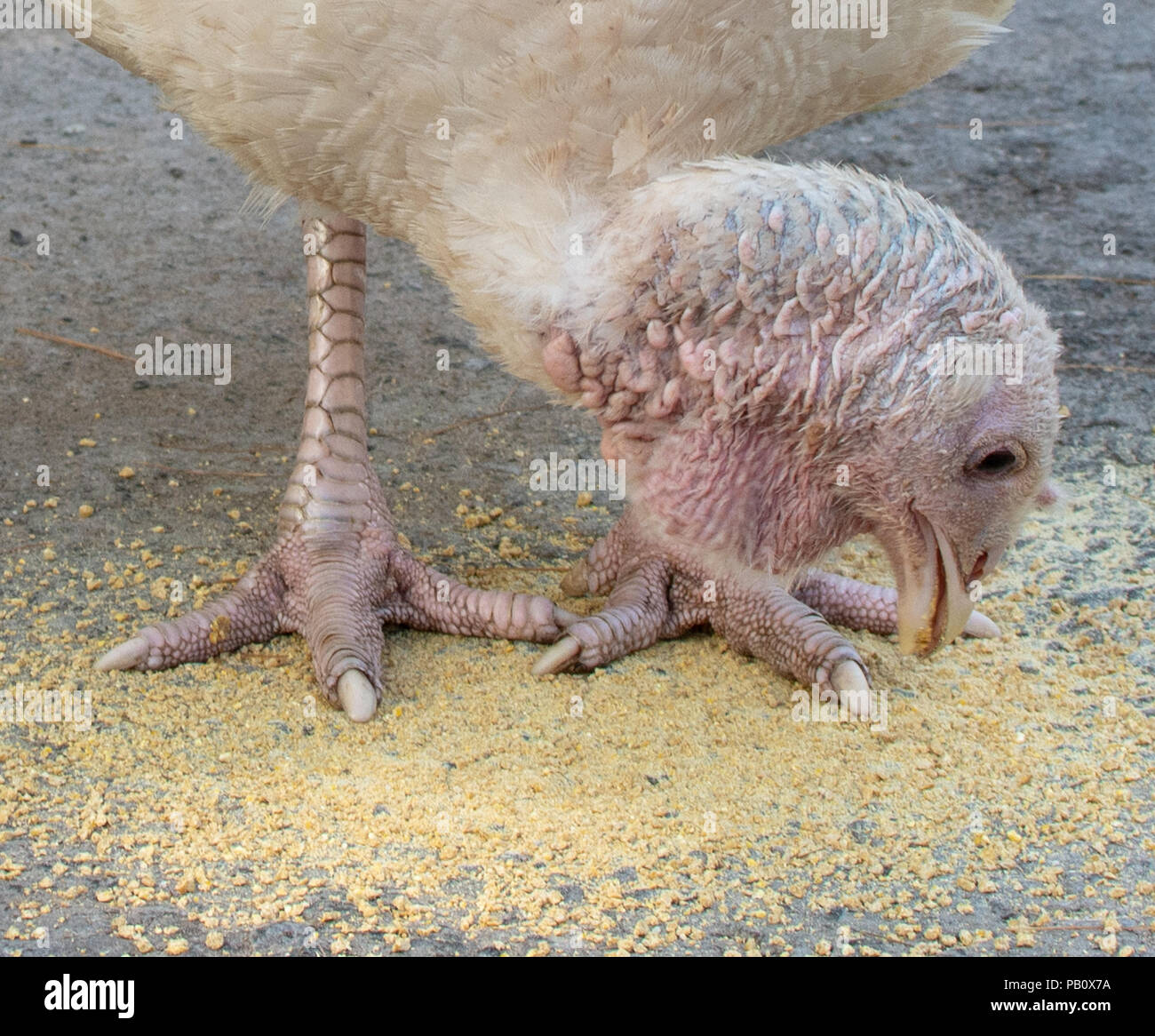 Turkey neck hi-res stock photography and images - Alamy