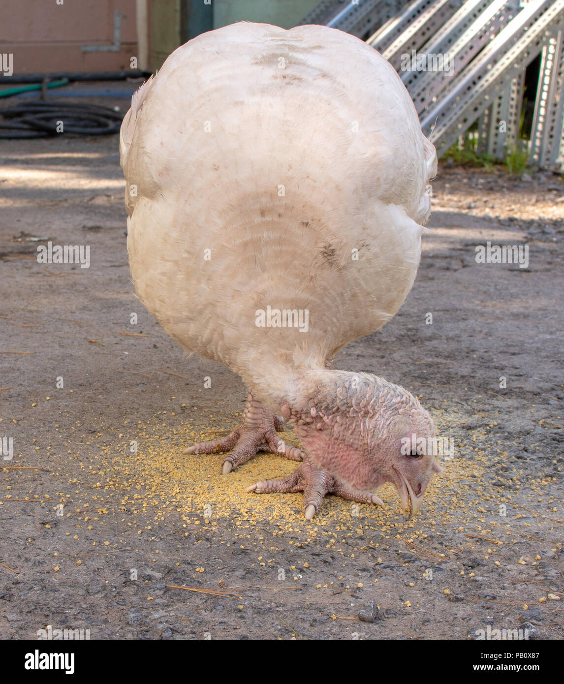 White turkey pecking at grain Stock Photo - Alamy