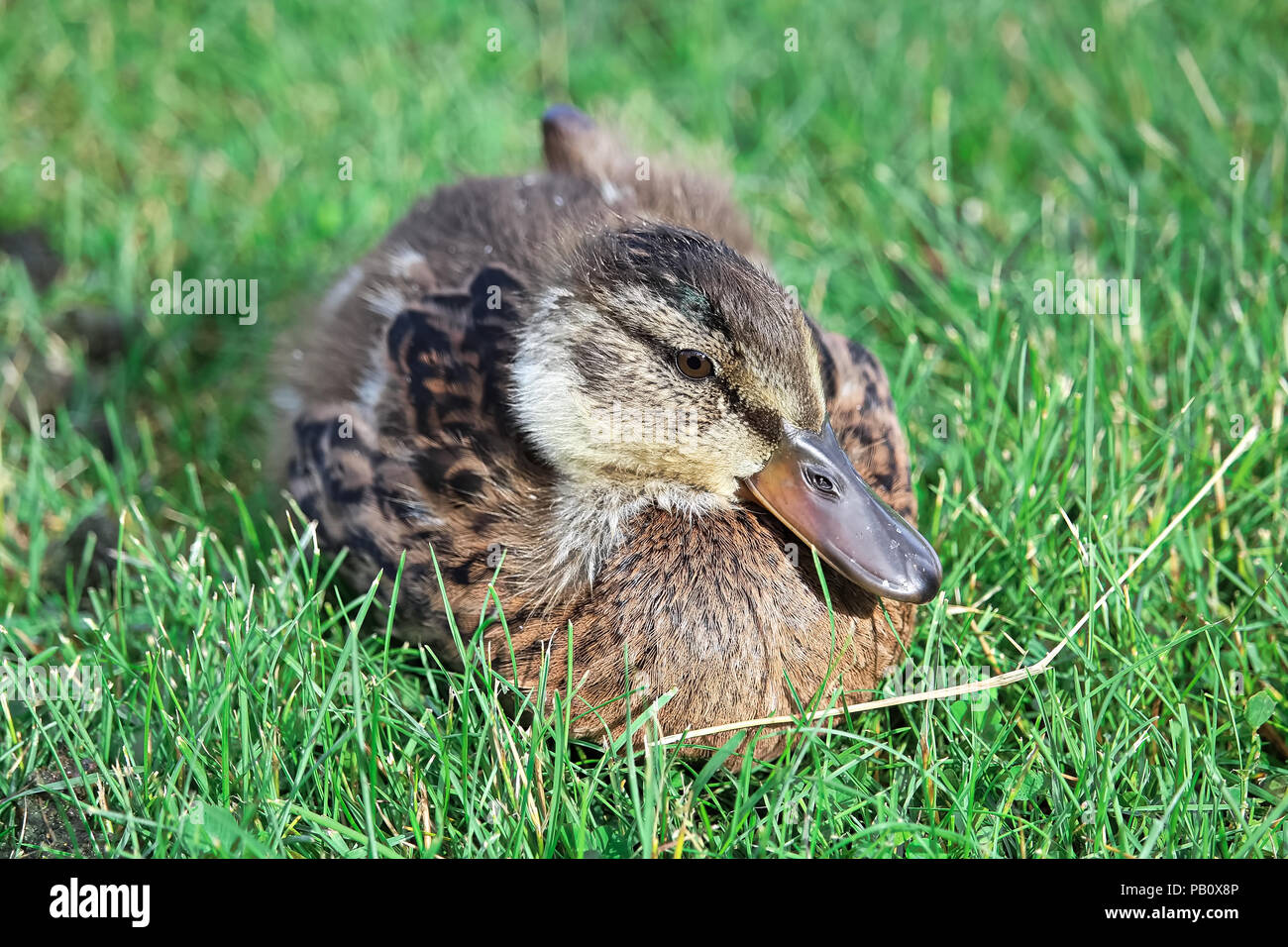 Front view of a juvenile Mallard duckling in grass Stock Photo - Alamy