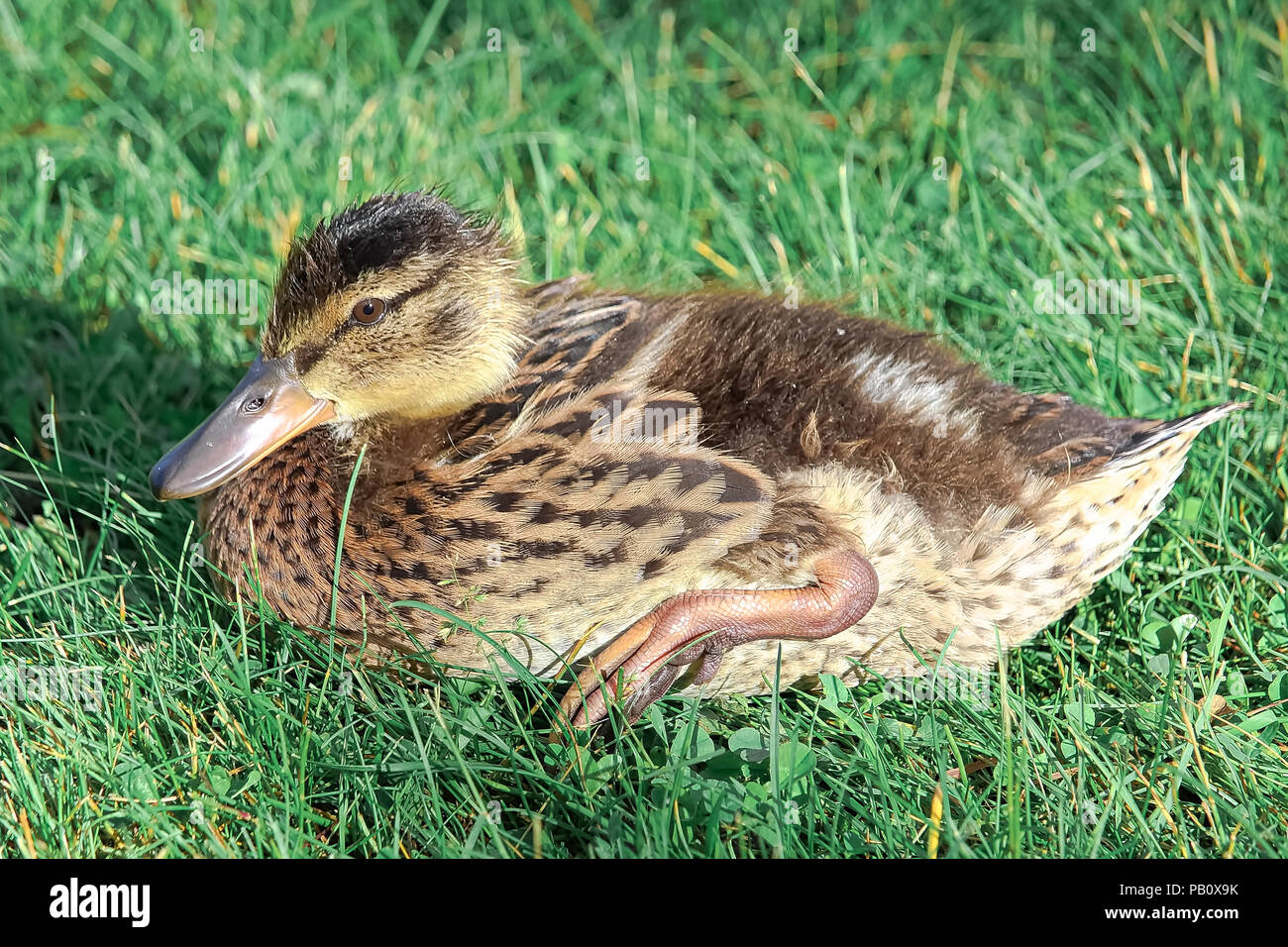 Young Male Mallard Ducks