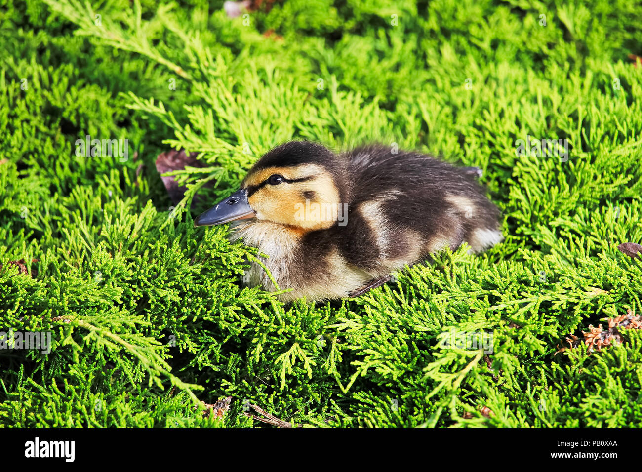 Duckling sitting hi-res stock photography and images - Alamy