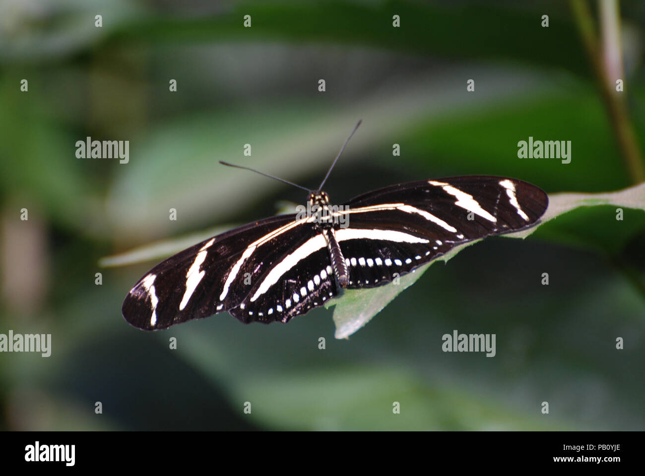Gorgeous Image of a Zebra Butterfly Wingspan Stock Photo - Alamy