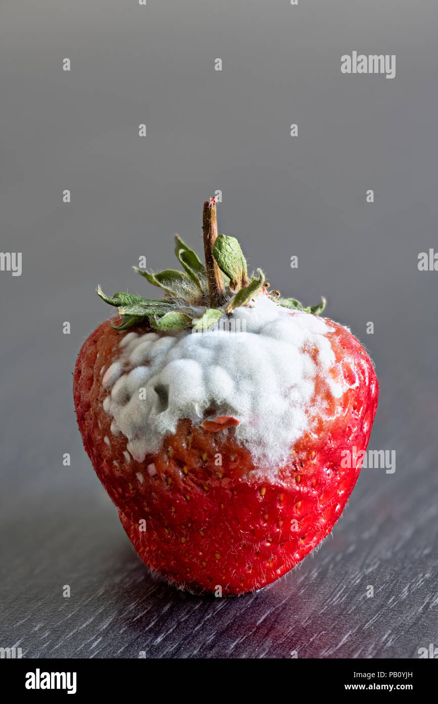 Single over-ripe strawberry covered with white mildew standing alone on ...