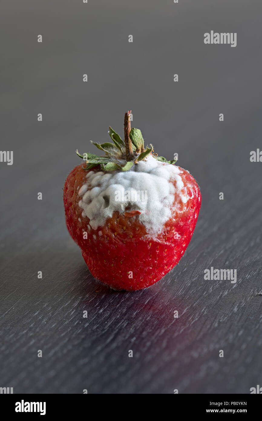 Single over-ripe strawberry covered with white mildew standing alone on ...