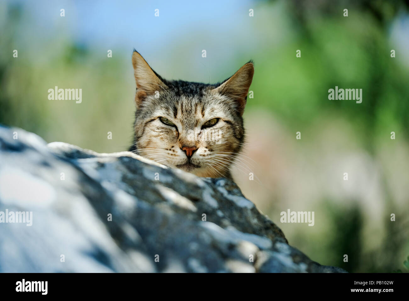 Roaming around hi-res stock photography and images - Alamy