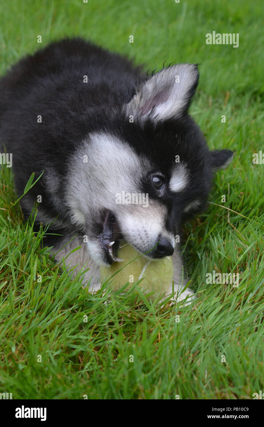 Cute black and white alusky pup chewing on a tennis ball Stock Photo ...