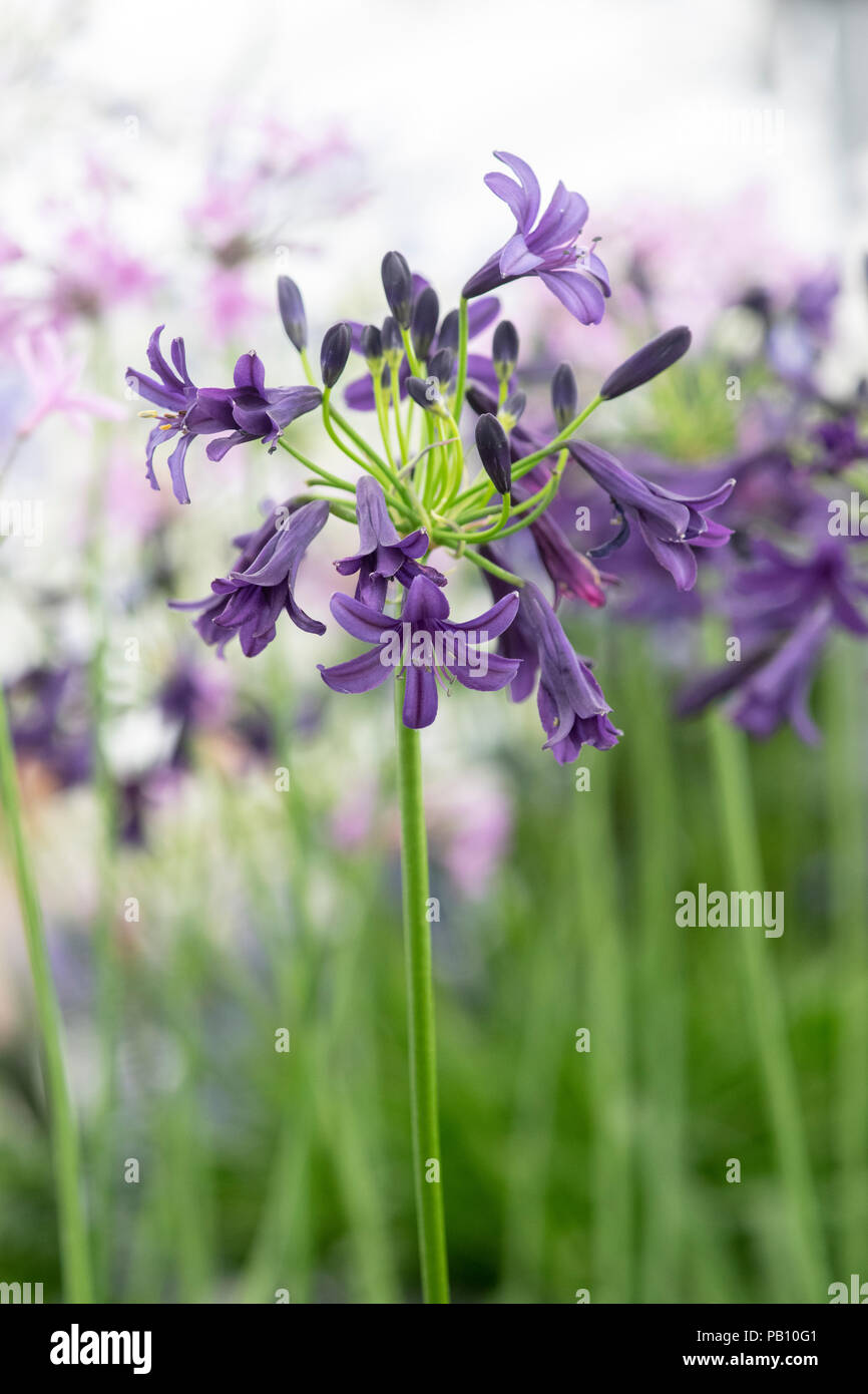 Agapanthus ‘Indigo dreams’. African lily Stock Photo - Alamy