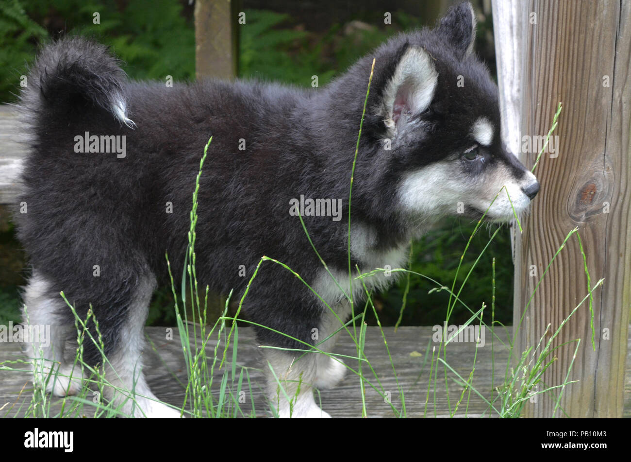 Adorable alusky puppy peaking through tall grass Stock Photo - Alamy