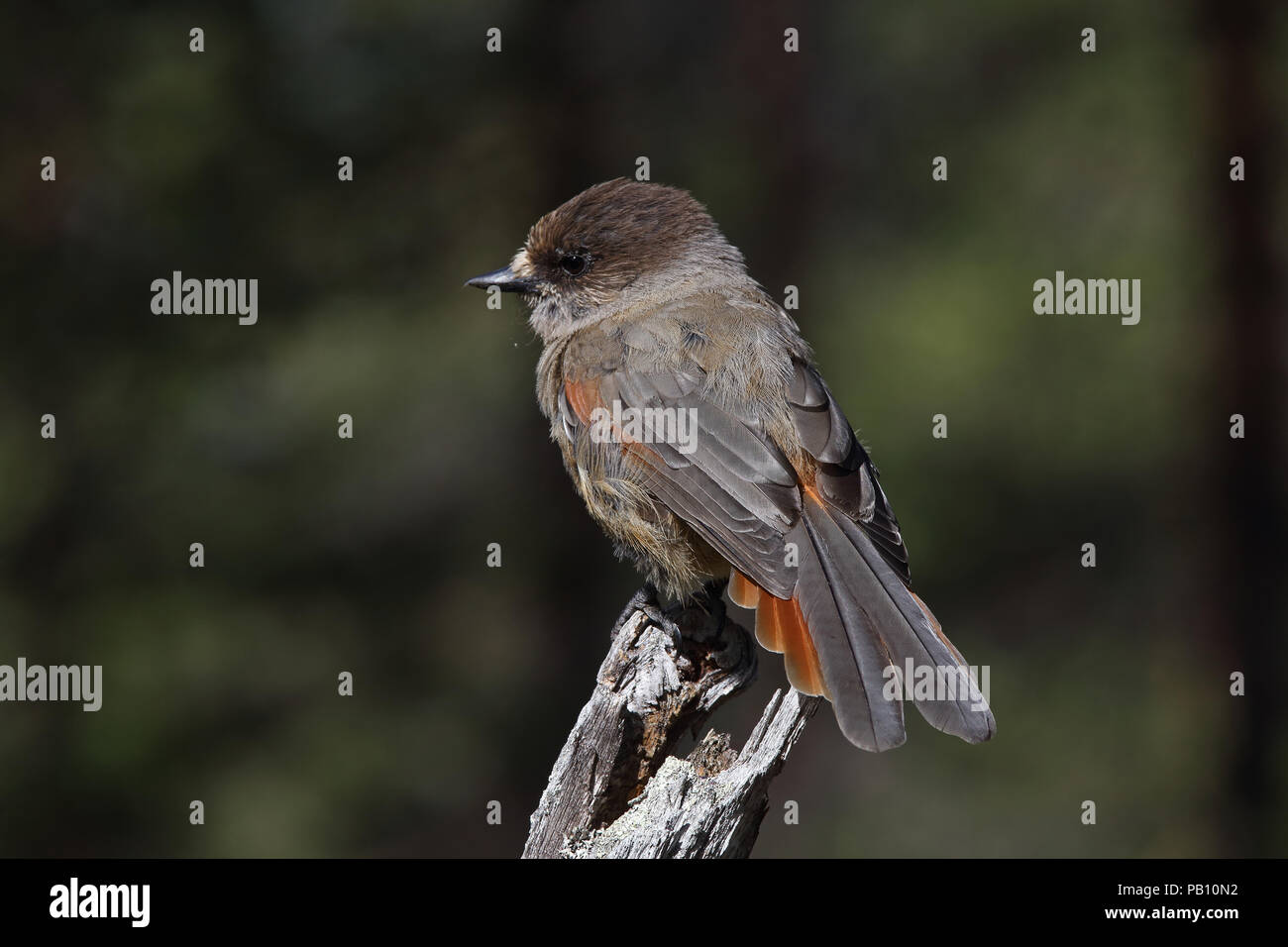 Siberian jay, Perisoreus infaustus Stock Photo - Alamy