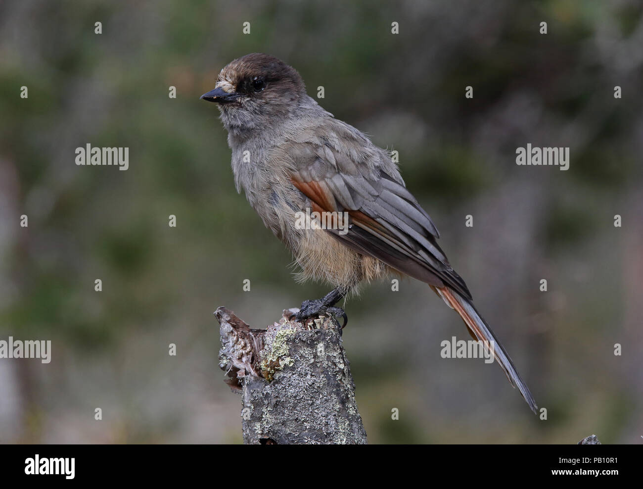Siberian jay, Perisoreus infaustus Stock Photo - Alamy