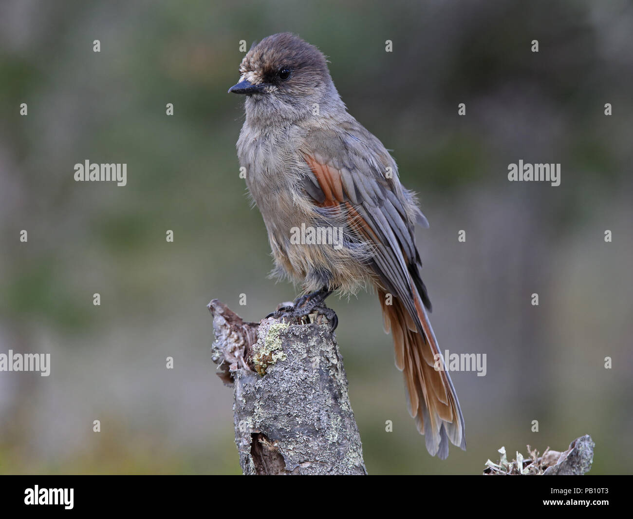 Siberian jay, Perisoreus infaustus Stock Photo - Alamy