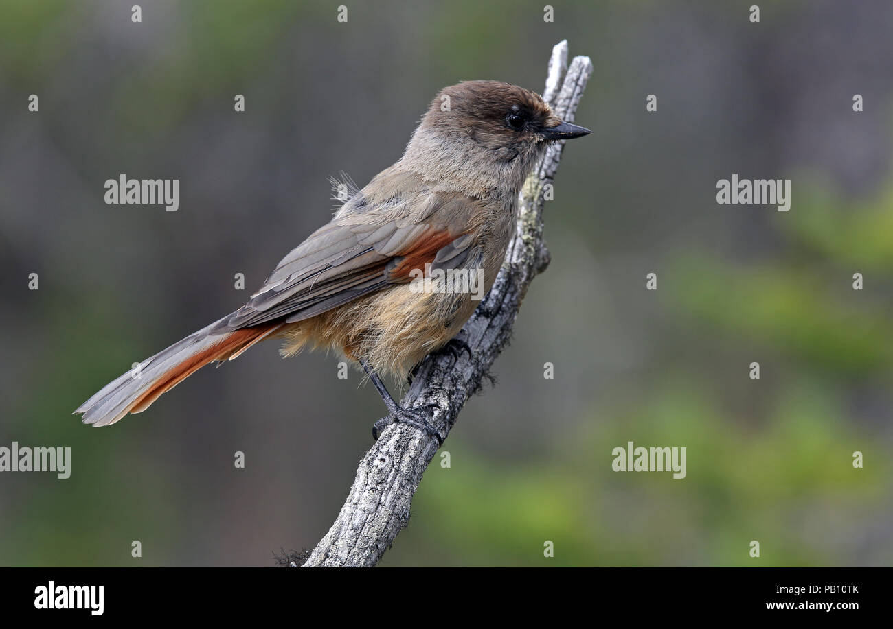 Siberian jay, Perisoreus infaustus Stock Photo - Alamy