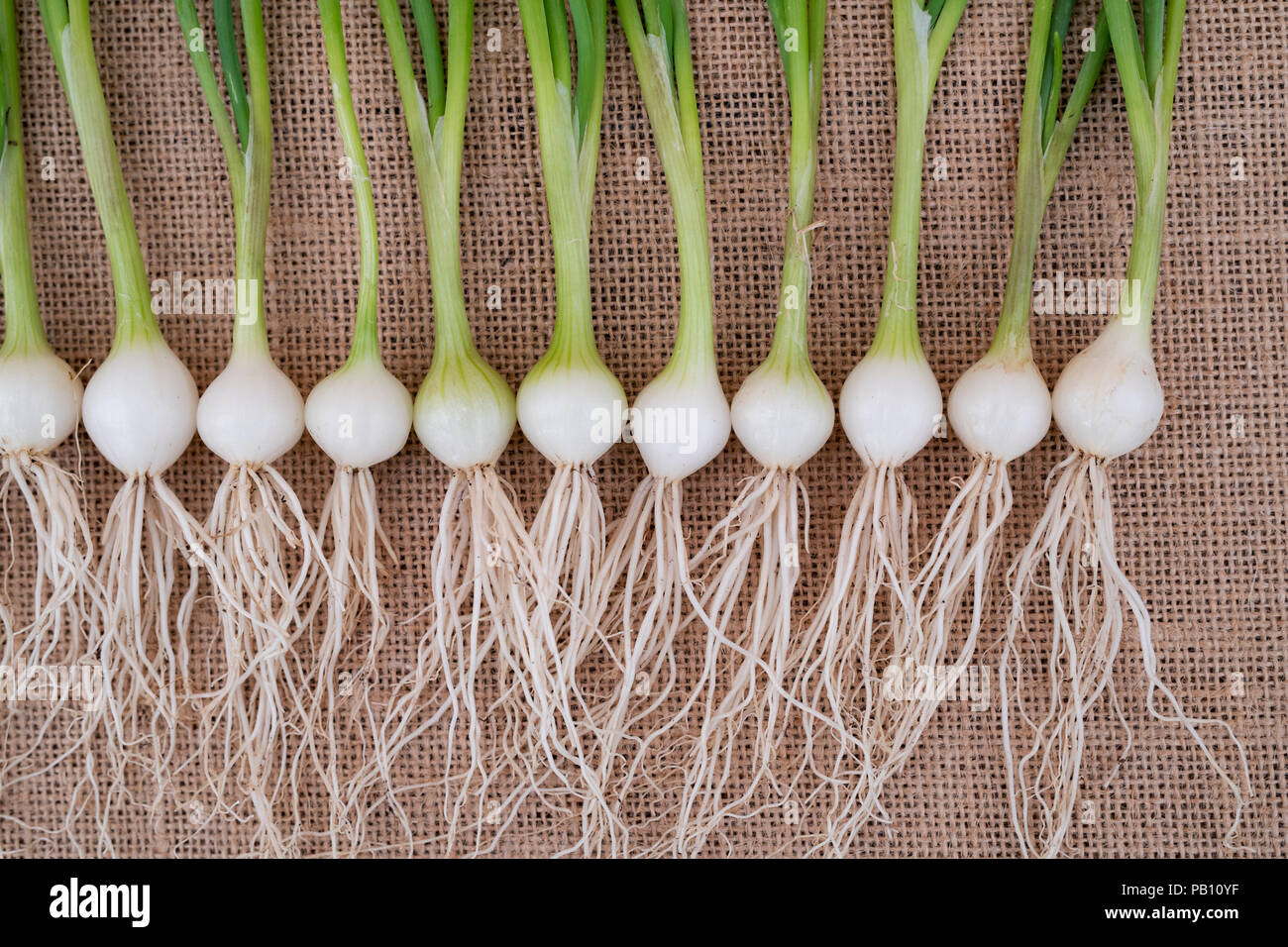 White allium with copy space hi-res stock photography and images - Alamy