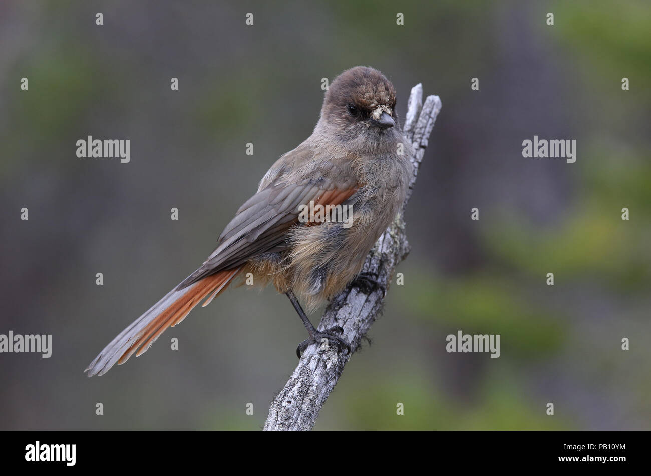 Siberian jay, Perisoreus infaustus Stock Photo - Alamy