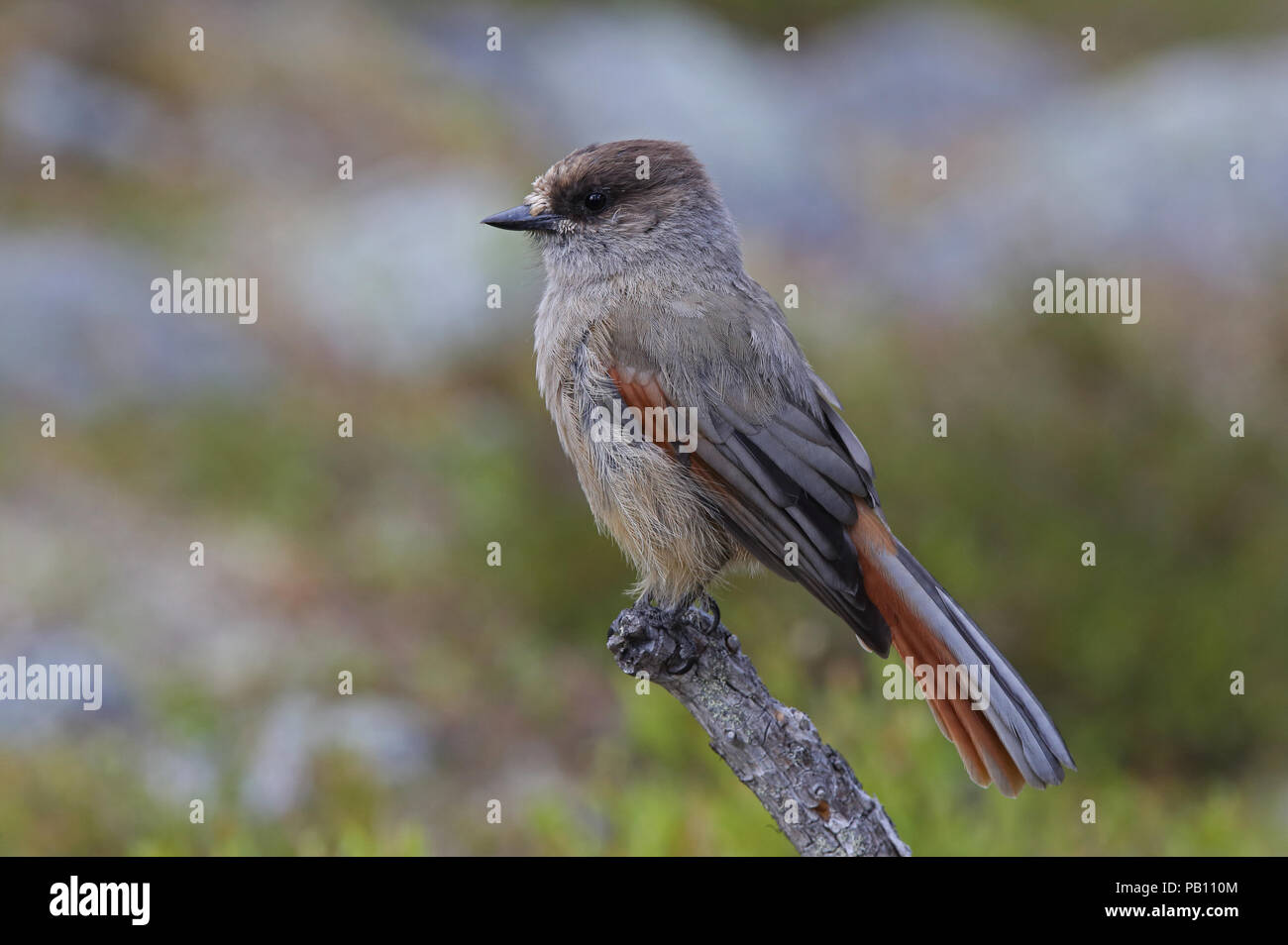 Siberian jay, Perisoreus infaustus Stock Photo - Alamy