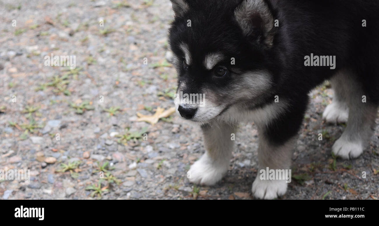 Sweet concerned face of a young alusky pup Stock Photo - Alamy