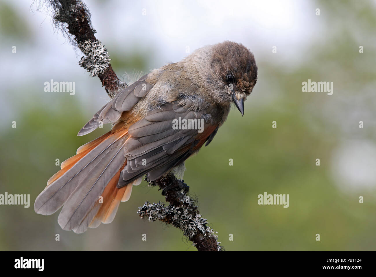 Siberian jay, Perisoreus infaustus Stock Photo - Alamy