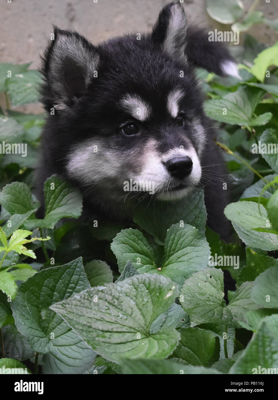Alusky puppy dog with a really cute face and great markings Stock Photo ...