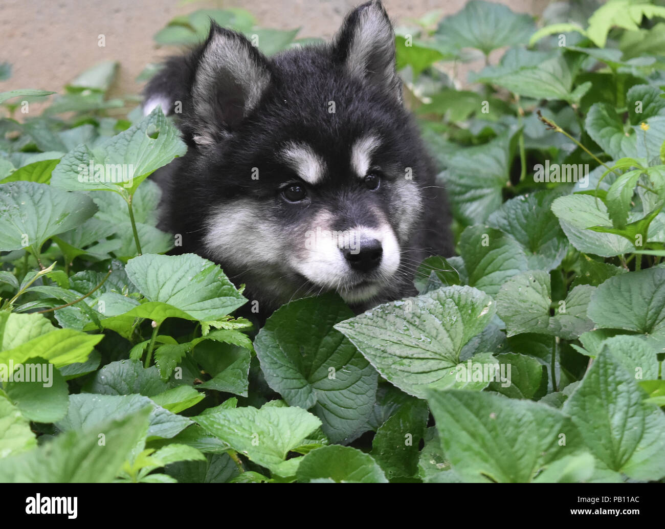 Fluffy furry alusky puppy dog in green foliage Stock Photo - Alamy