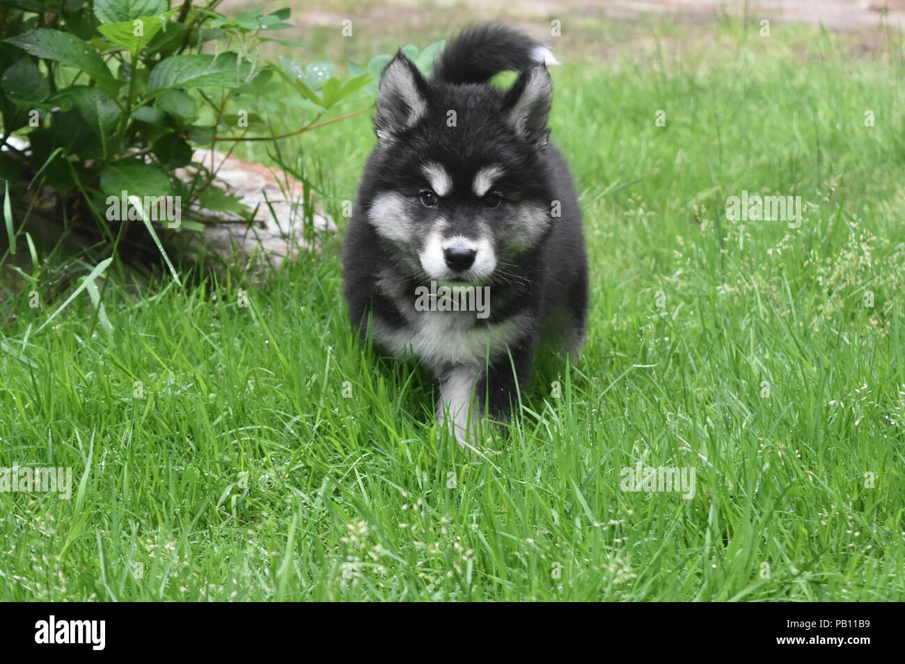 Alusky hi-res stock photography and images - Alamy