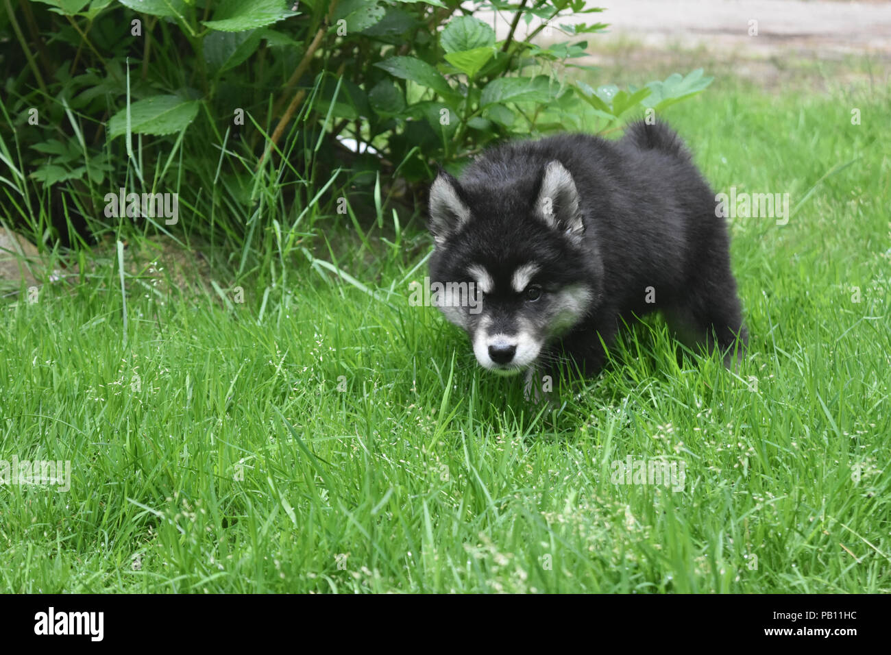 Gray Wolf Stalking Prey High Resolution Stock Photography and Images ...