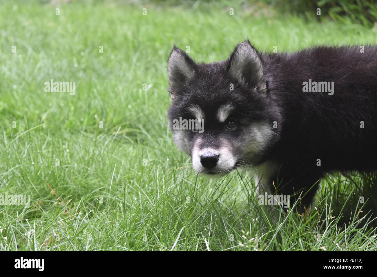 Expressive sweet face on an alusky puppy dog Stock Photo - Alamy