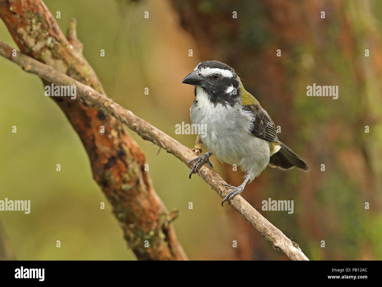 Black-winged Saltator (Saltator atripennis) adult perched on branch ...