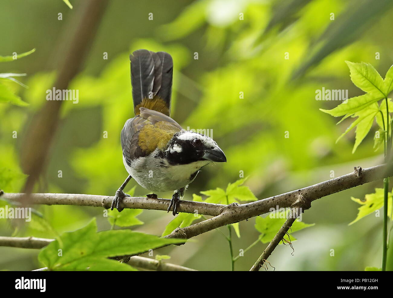 Black-winged Saltator (Saltator atripennis) adult perched on branch ...