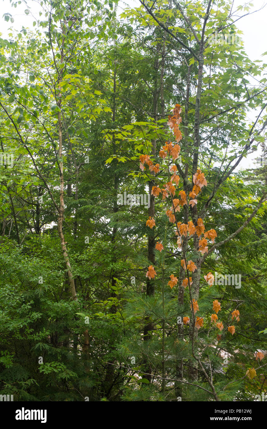 End of summertime and the recent heat wave created a dryness that ...