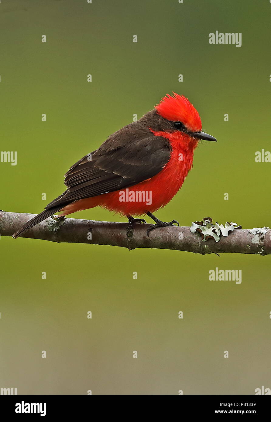 Vermilion Flycatcher (Pyrocephalus rubinus) adult male perched on ...