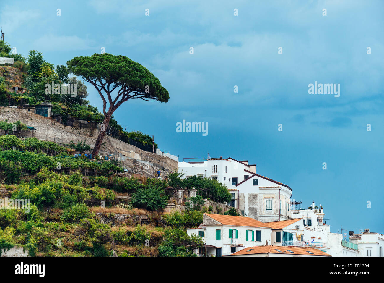 tree on Amalfi hillside Stock Photo - Alamy