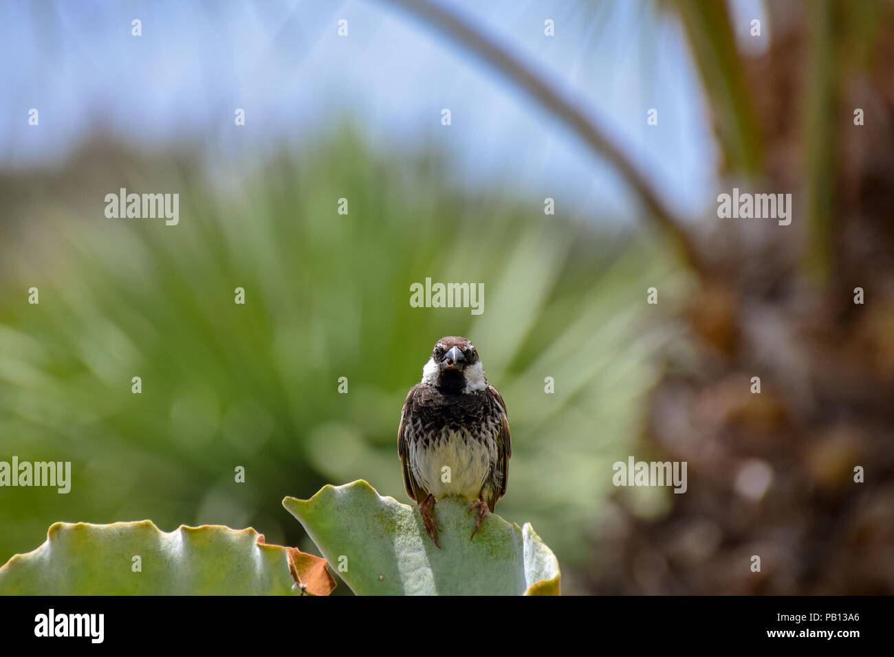 Male spanish sparrow (Passer hispaniolensis) looking at the camera with ...