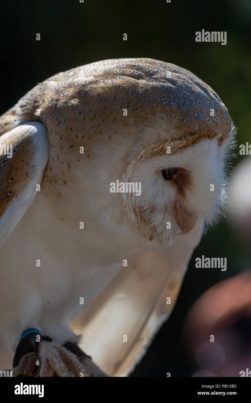 Barn Owl Looking Down High Resolution Stock Photography and Images - Alamy