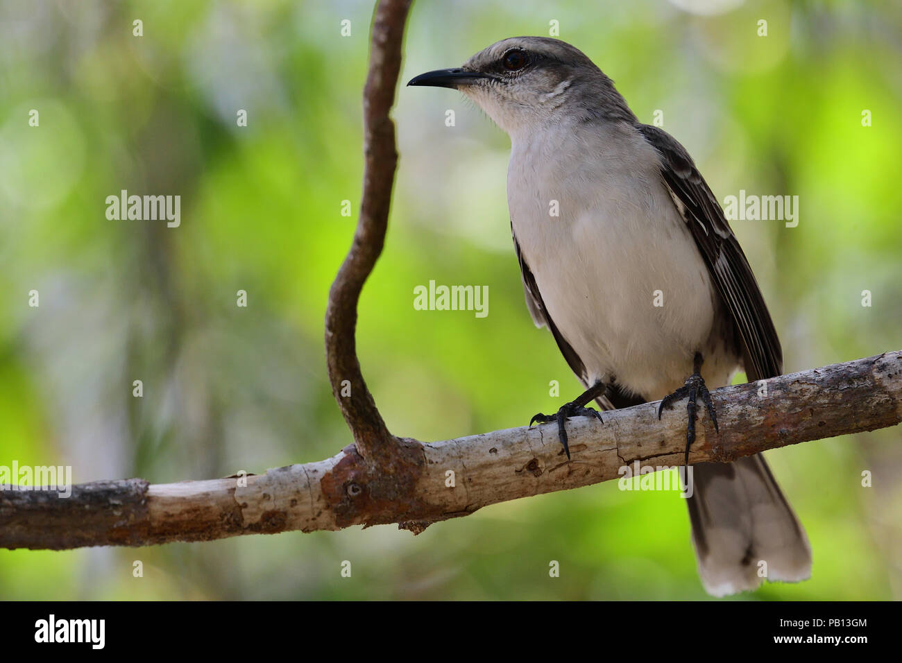 Mocking bird in tree hi-res stock photography and images - Alamy