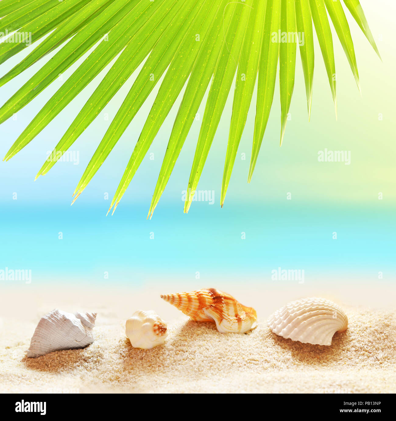seashells on the sandy beach and palm leaf at ocean background Stock ...