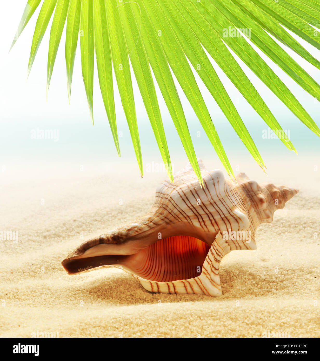 seashell on the sandy beach and palm leaf at ocean background Stock ...